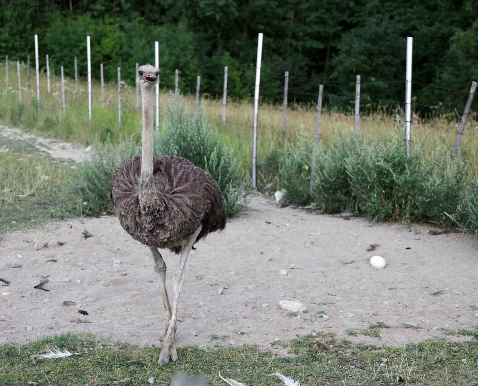 Palvelut - Strutsitarha Ketolan Tila